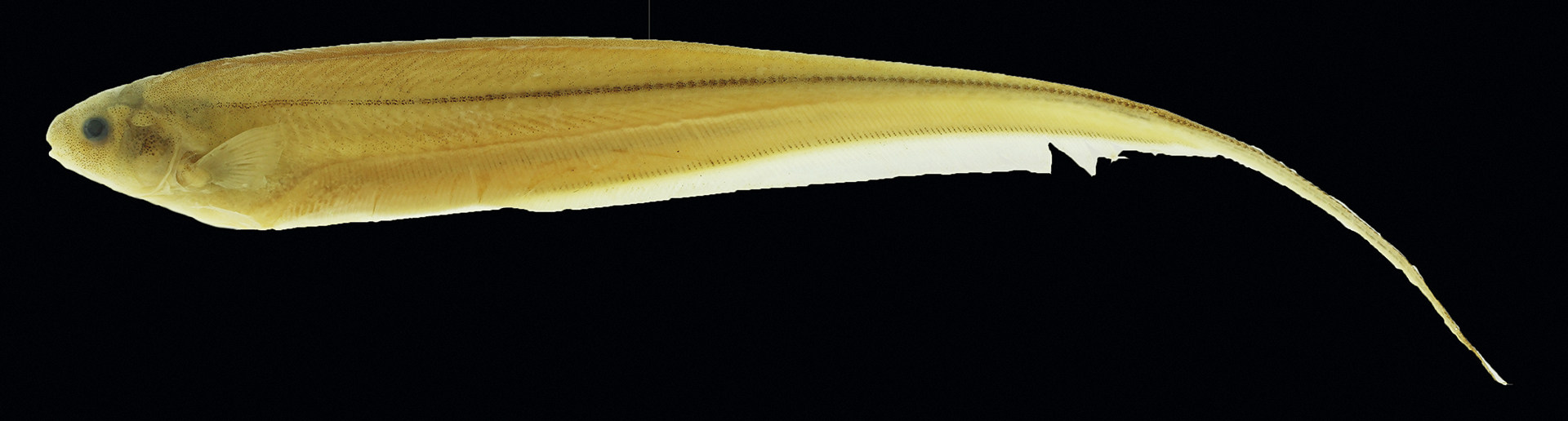 Three new species of the Eigenmannia trilineata species group ...