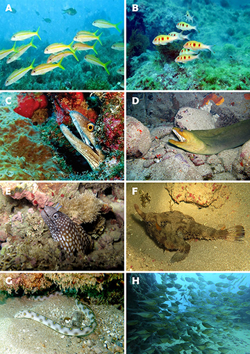Reef fishes biodiversity and conservation at the largest Brazilian ...