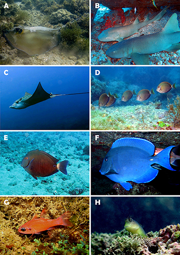 Reef fishes biodiversity and conservation at the largest Brazilian ...