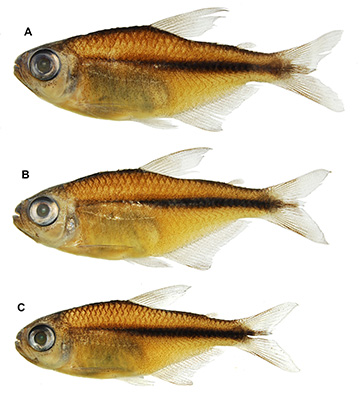 New reddish species of Moenkhausia Eigenmann (Characiformes: Characidae ...
